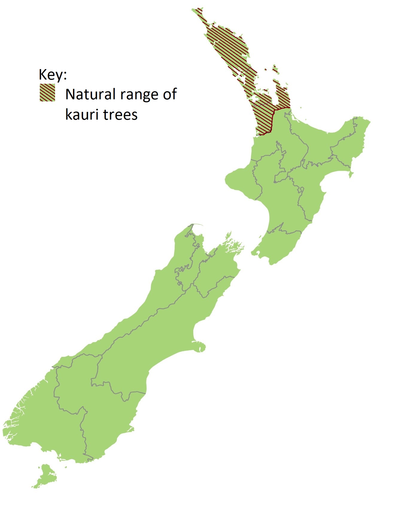 The Kauri Forest Walk – Grampafacts